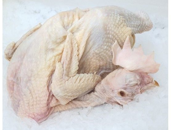 FRESH CHICKEN OLD FOWL (DEGUTTED) 新鲜去内脏老母鸡 - APPROX 1.5KG/PC